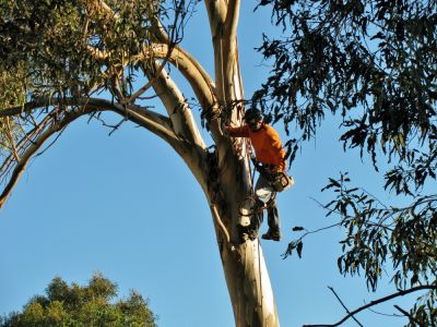 Tree Branch Removal | JW Tree Branch Removal